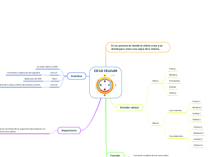 CICLO CELULAR - Mind Map